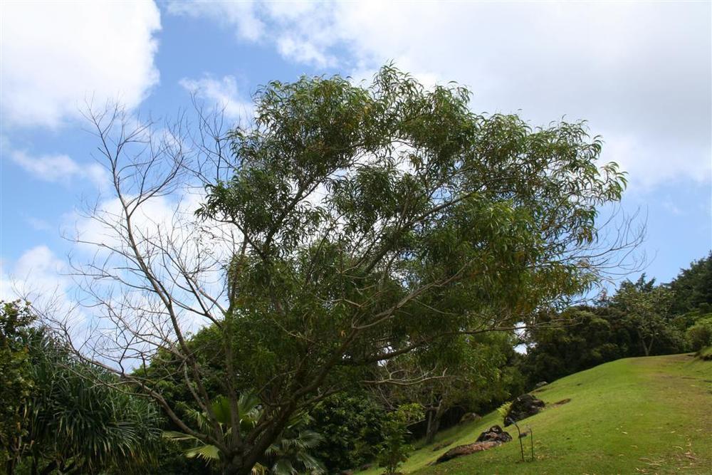 Koa ʻOha (Acacia koaia) - Garden.org