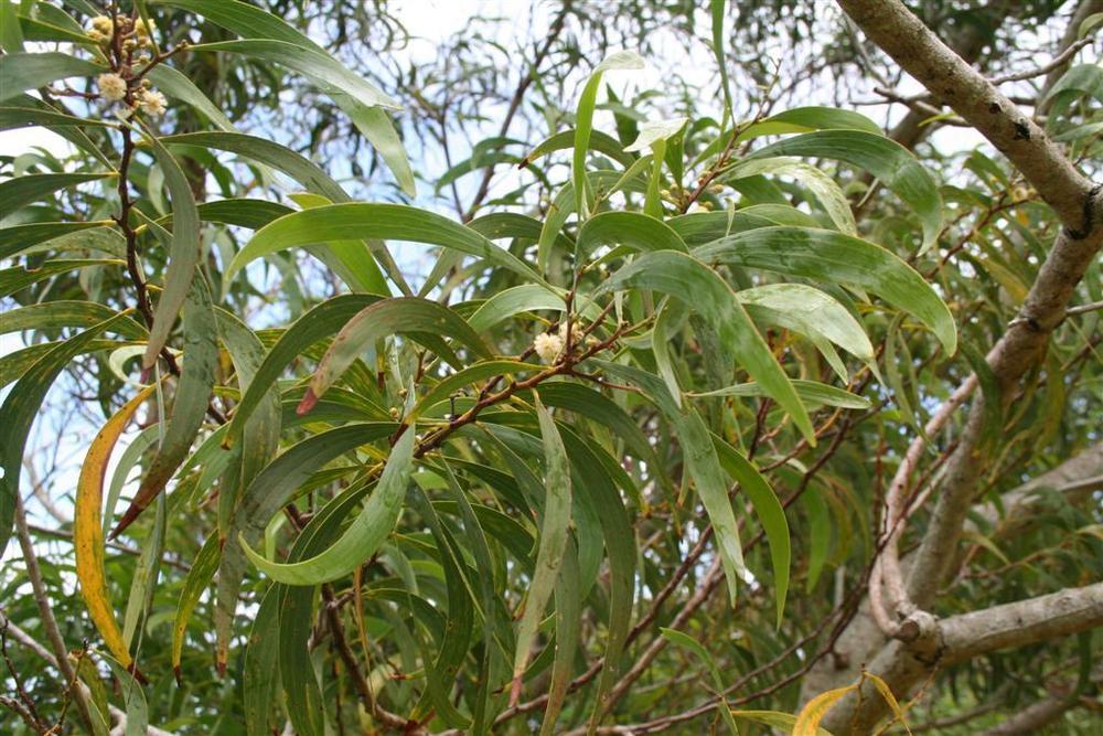 Photo of the leaves of Koa ʻOha (Acacia koaia) posted by KentPfeiffer ...