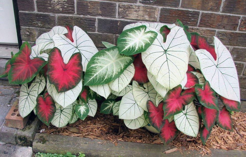Full Sun Caladiums in the Ask a Question forum - Garden.org