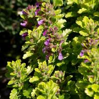 Wall Germander (Teucrium chamaedrys 'Summer Sunshine') - Garden.org