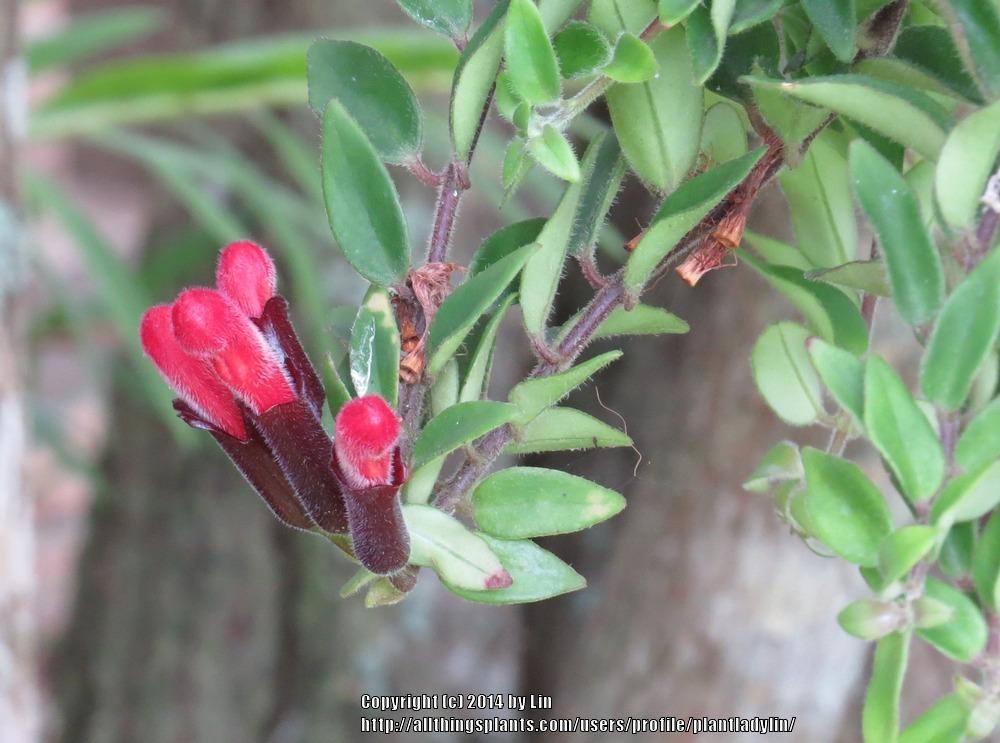 Photo of the closeup of buds, sepals and receptacles of Lipstick Plant ...