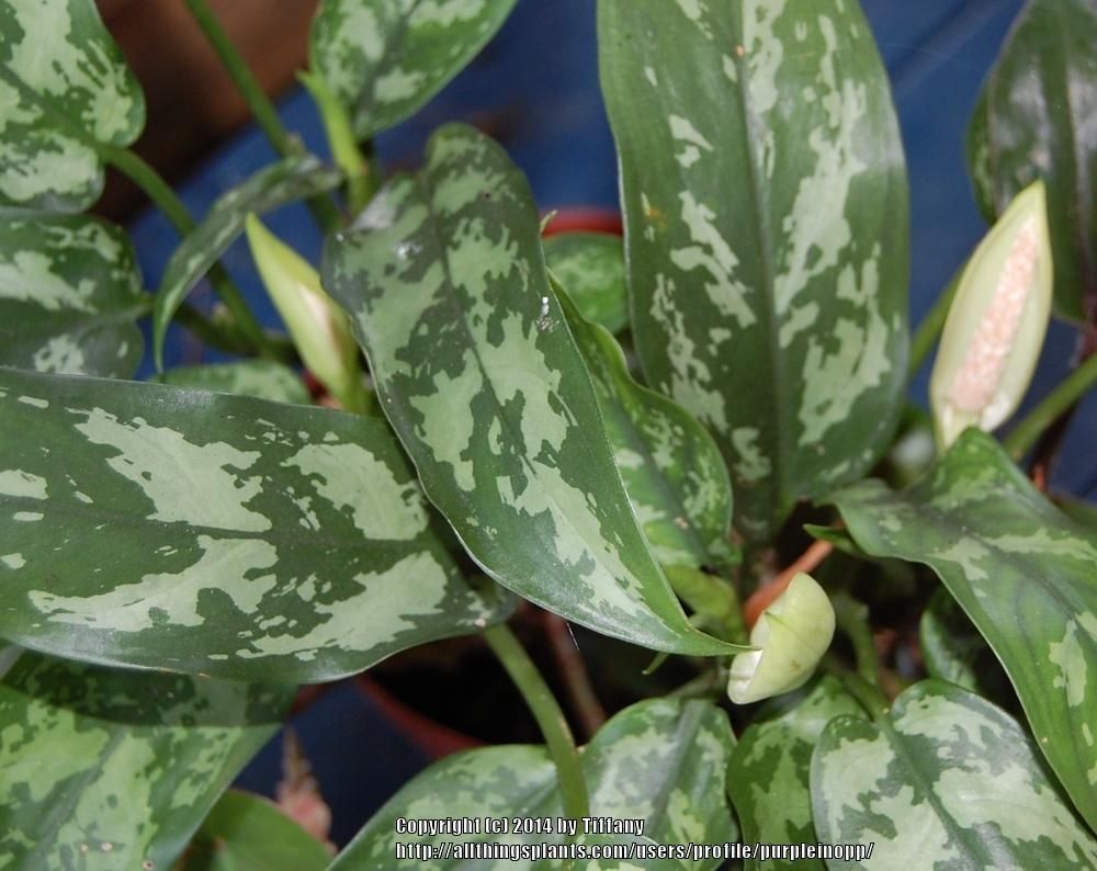 Aglaonema Commutatum Flower