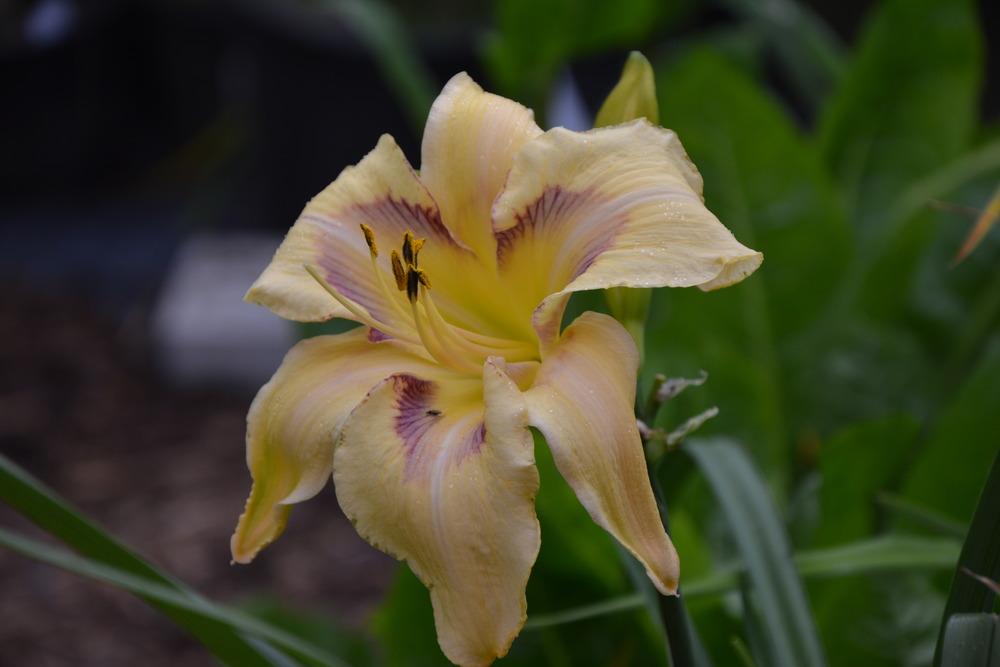 Daylily (Hemerocallis 'Orchid Octopus') in the Daylilies Database ...