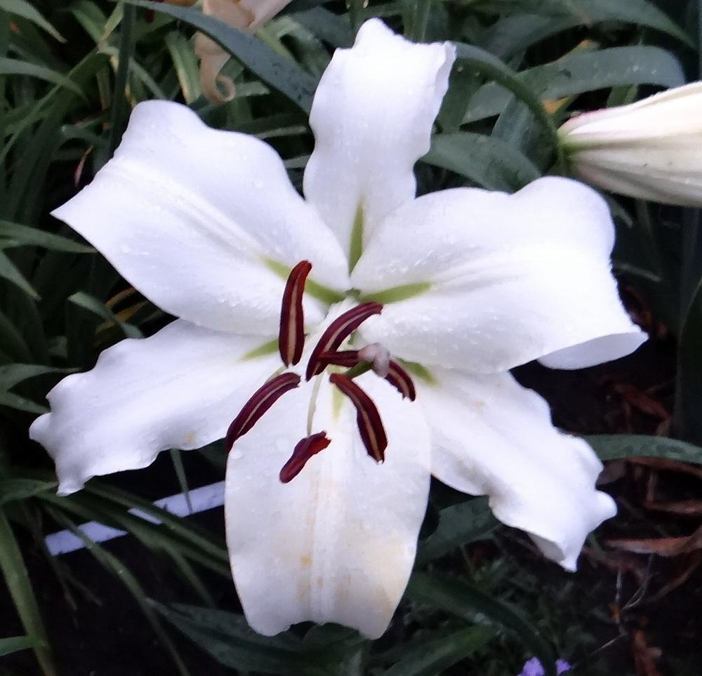 Lily (Lilium 'Ice Cube') in the Lilies Database - Garden.org