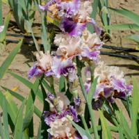 Photo of the bloom of Tall Bearded Iris (Iris 'Devilicious') posted by ...