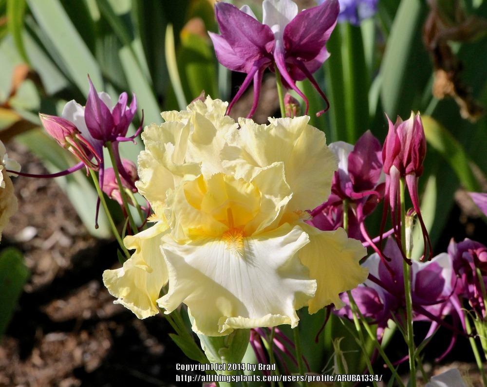 Tall Bearded Iris (Iris 'Absolute Star') in the Irises Database ...