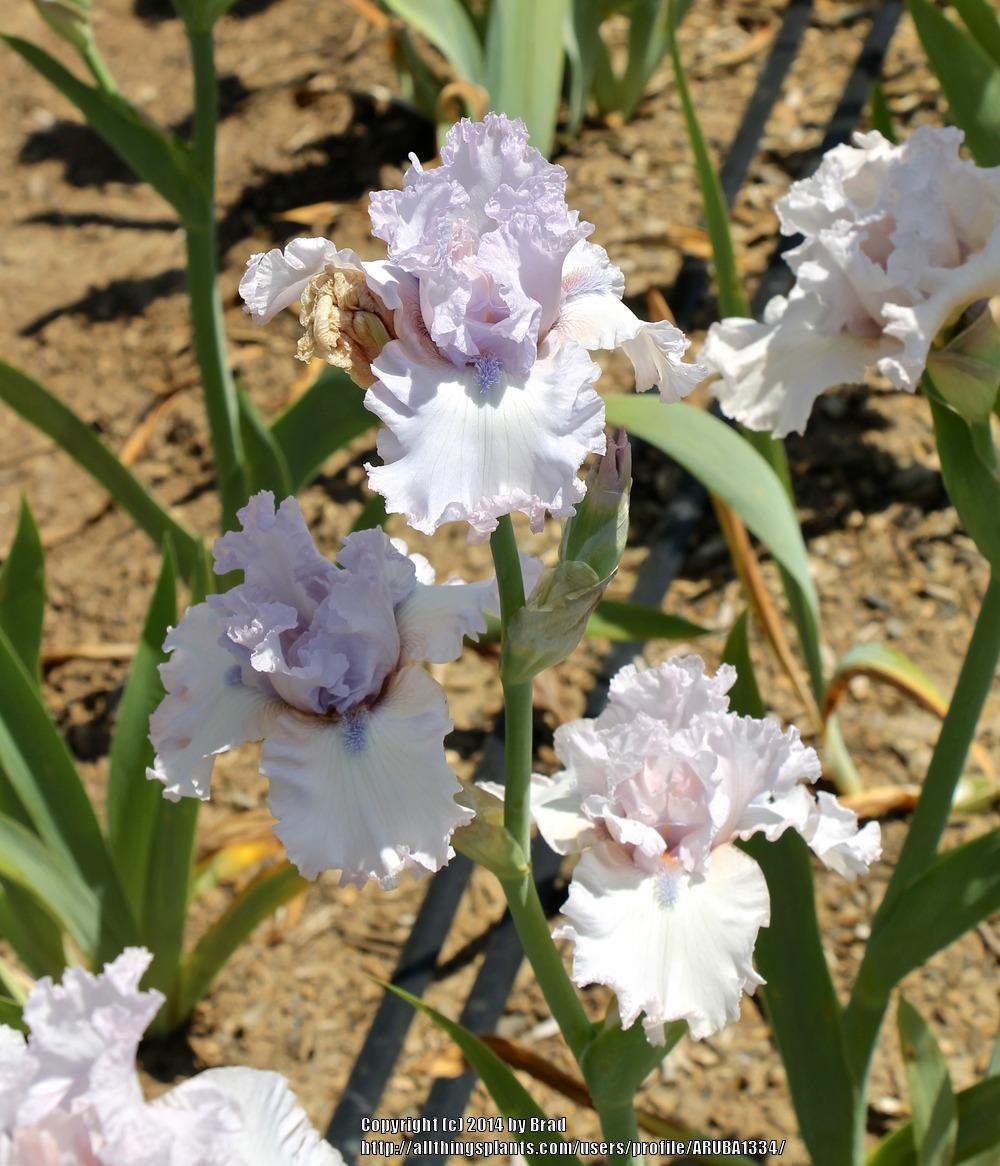 Photo of the bloom of Tall Bearded Iris (Iris 'Secret Affair') posted ...