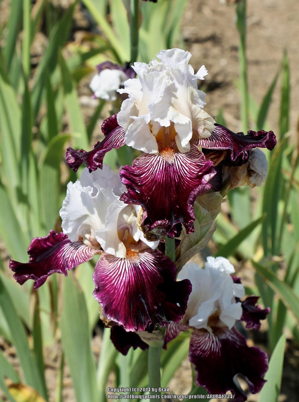 Photo of the bloom of Tall Bearded Iris (Iris 'Palace Treasure') posted ...