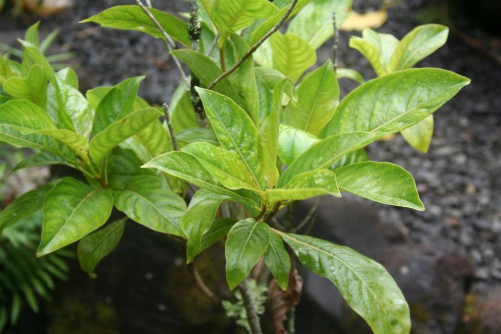 Ahakea (Bobea elatior) - Garden.org