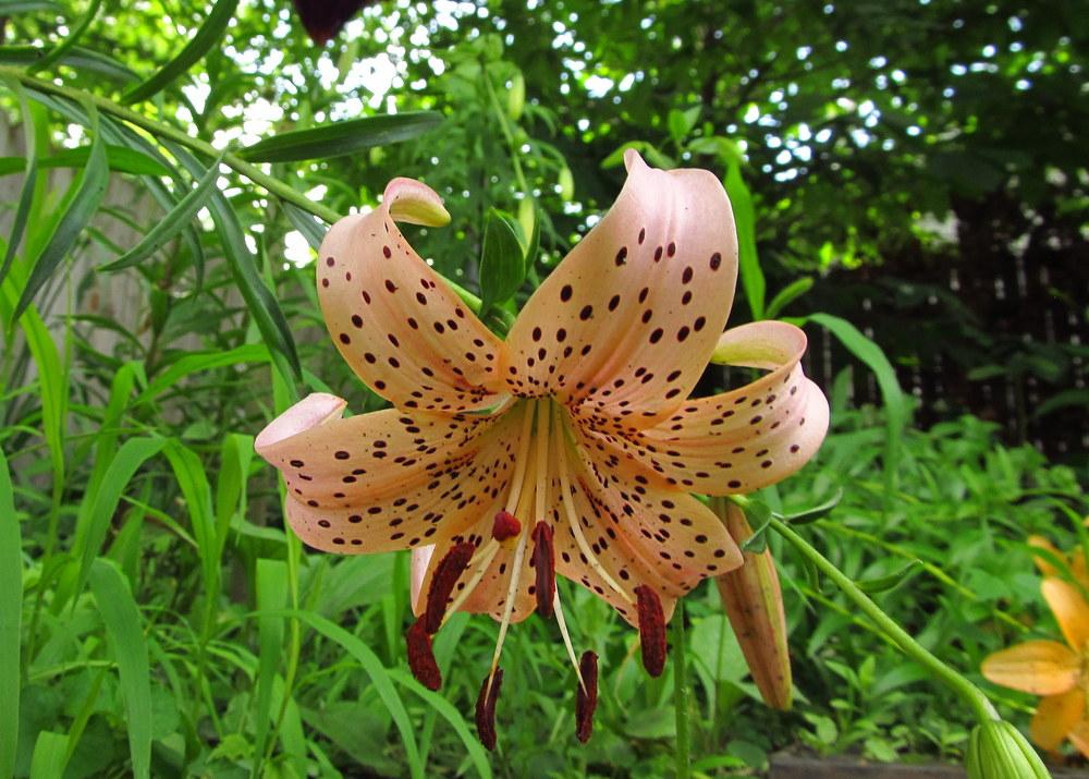 Photo of the closeup of buds, sepals and receptacles of Lily (Lilium ...