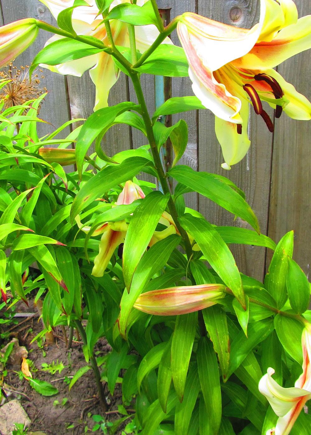 Photo of the stem, scape, stalk or bark of Lily (Lilium 'Lavon') posted ...