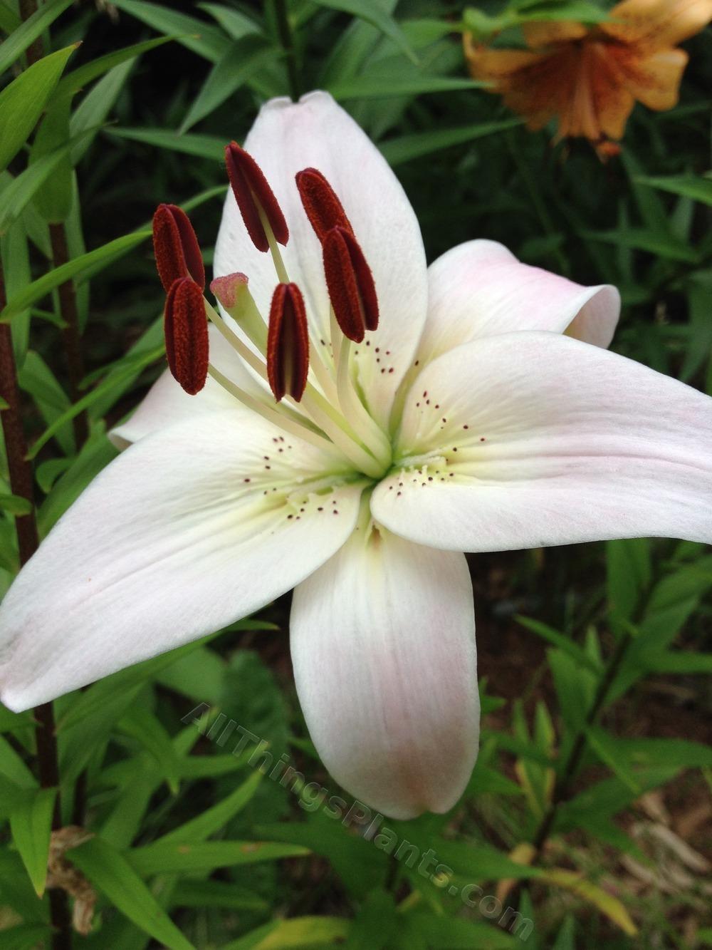 Lily (Lilium 'June Bride') in the Lilies Database - Garden.org
