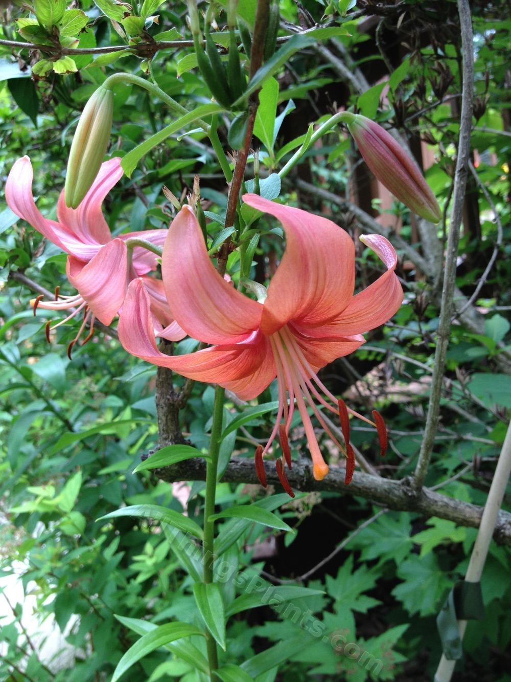 Asiatic Lily (Lilium 'Coral Butterflies') in the Lilies Database ...