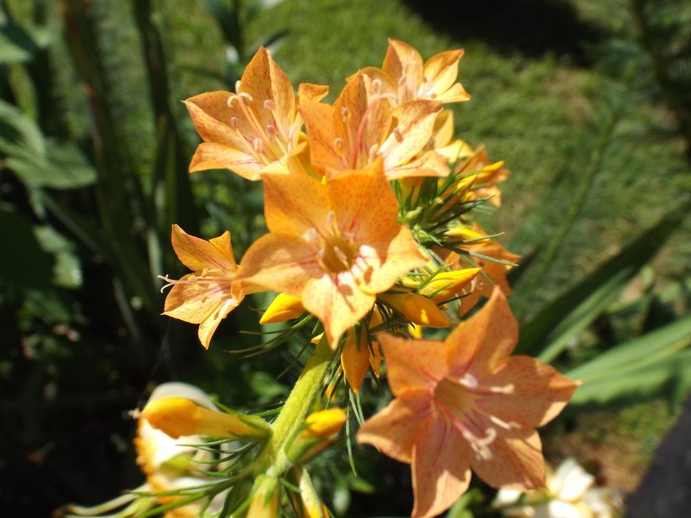 Photo of the bloom of Standing Cypress (Ipomopsis rubra) posted by ...