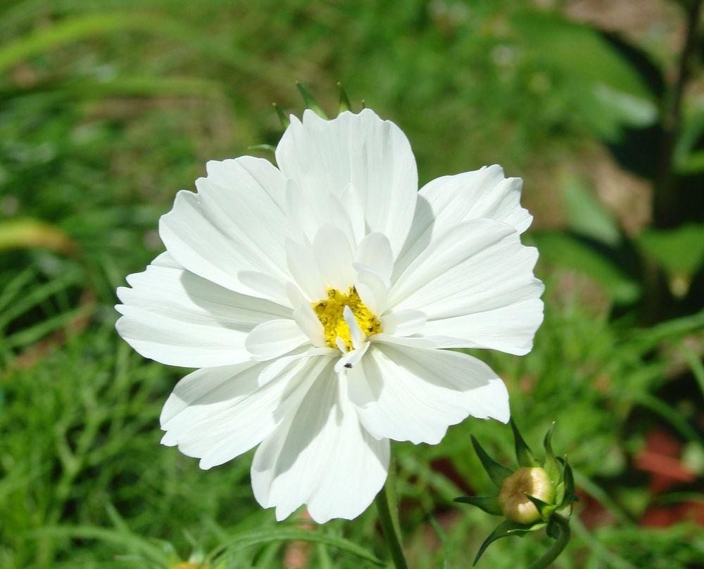Photo of the bloom of Common Cosmos (Cosmos bipinnatus 'Psyche White ...