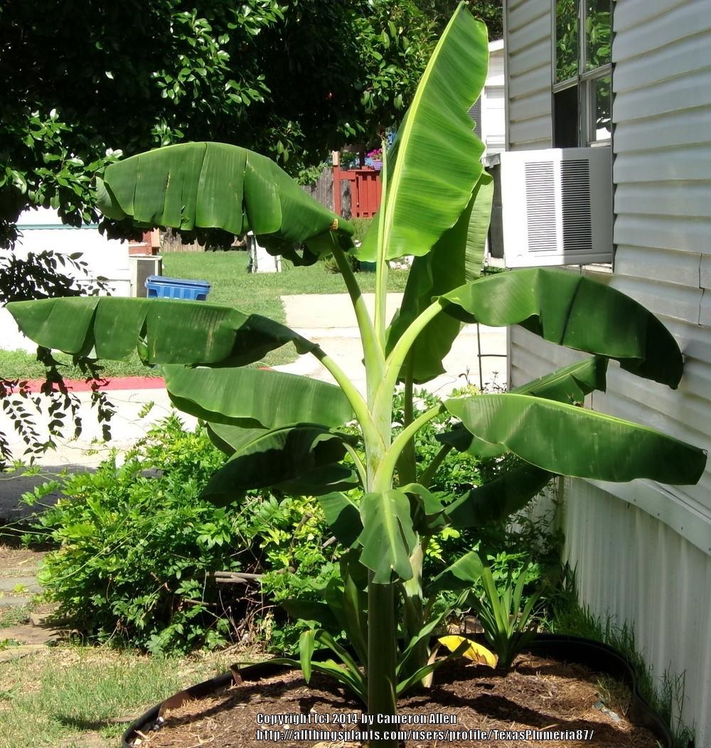 Photo of the entire plant of Banana (Musa 'Orinoco') posted by ...