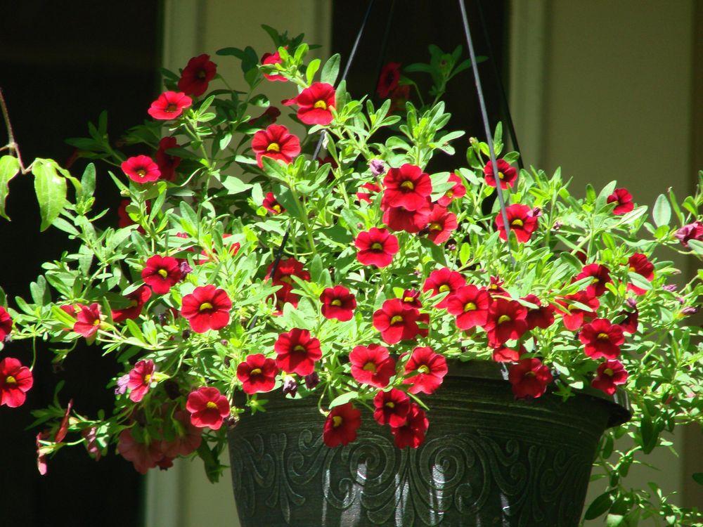 Million Bells (Calibrachoa Million Bells® Red) in the Calibrachoas ...