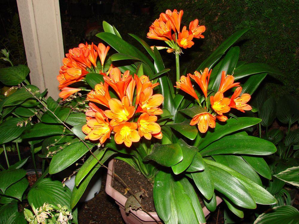 Photo of the entire plant of Clivia Lily (Clivia miniata 'Belgian Hybrid') posted by Joy ...