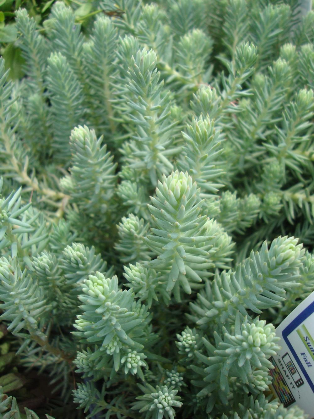 Photo of the entire plant of Jenny's Stonecrop (Petrosedum rupestre ...