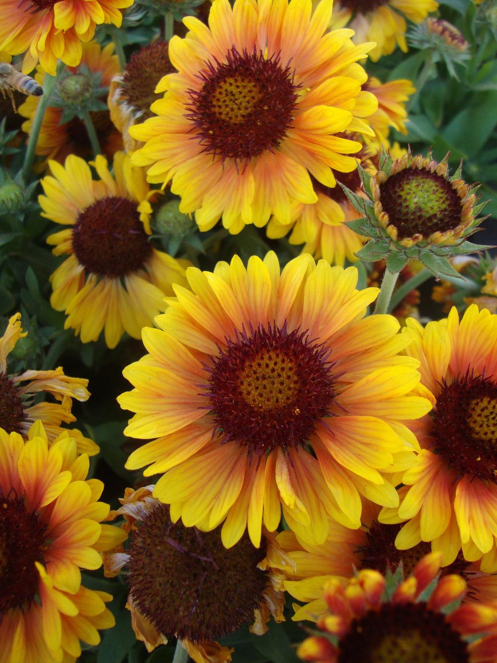 Photo of the bloom of Blanket Flower (Gaillardia 'Red Head') posted by ...