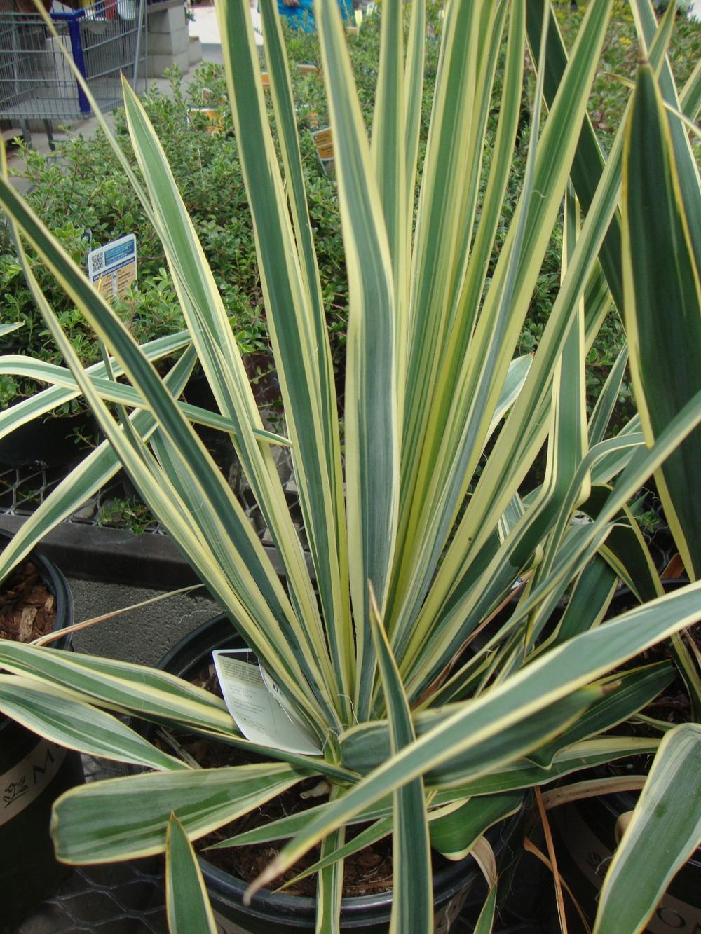 Photo of the entire plant of Adam's Needle (Yucca filamentosa 'Bright ...