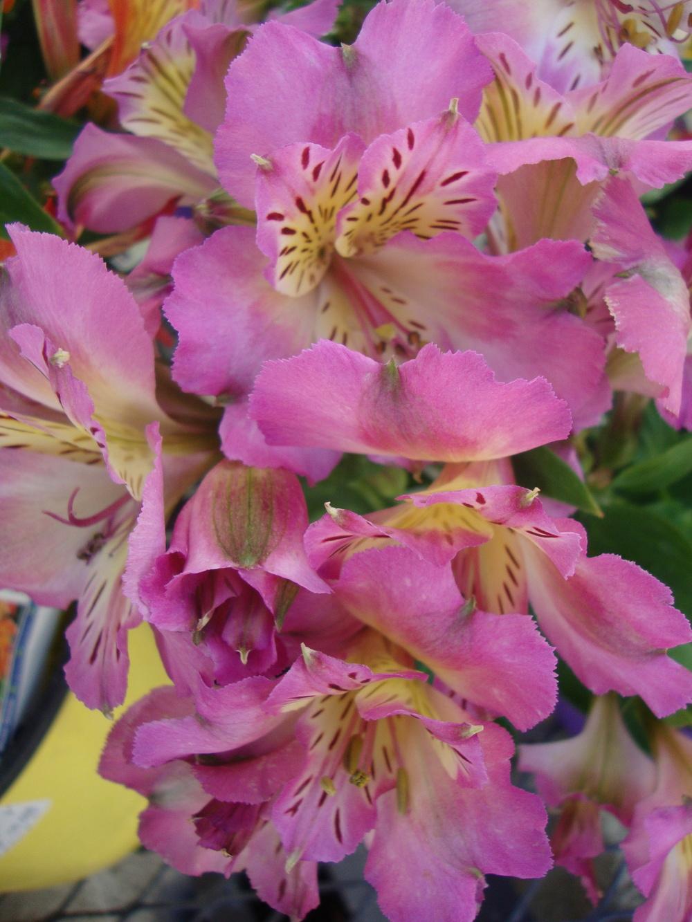 Peruvian Lily (Alstroemeria Inticancha® Sunday) in the Peruvian Lilies ...
