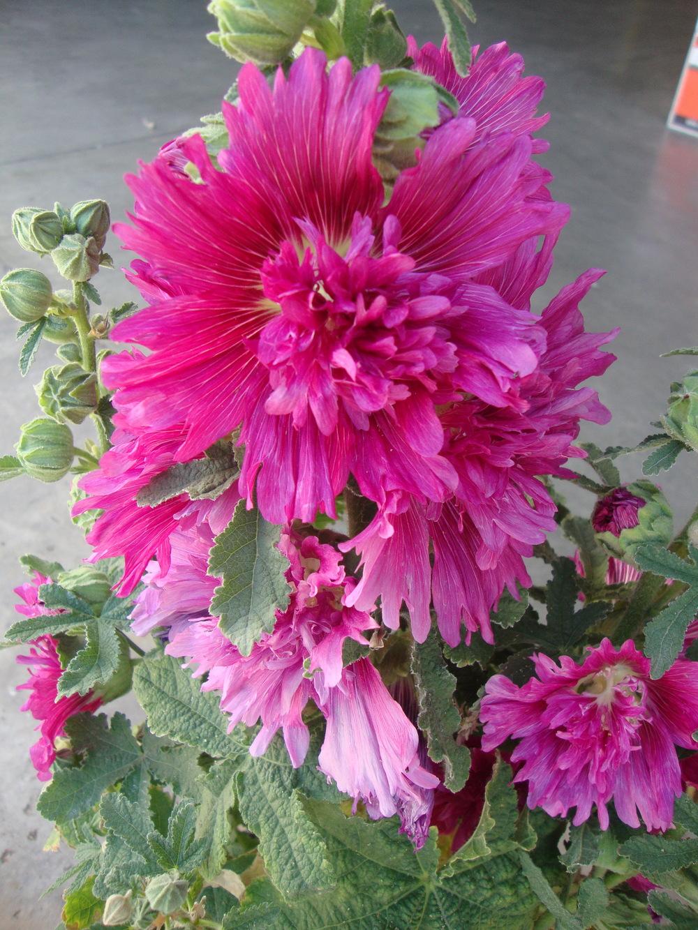 Hollyhock (Alcea rosea Spring Celebrities™ Rose) - Garden.org