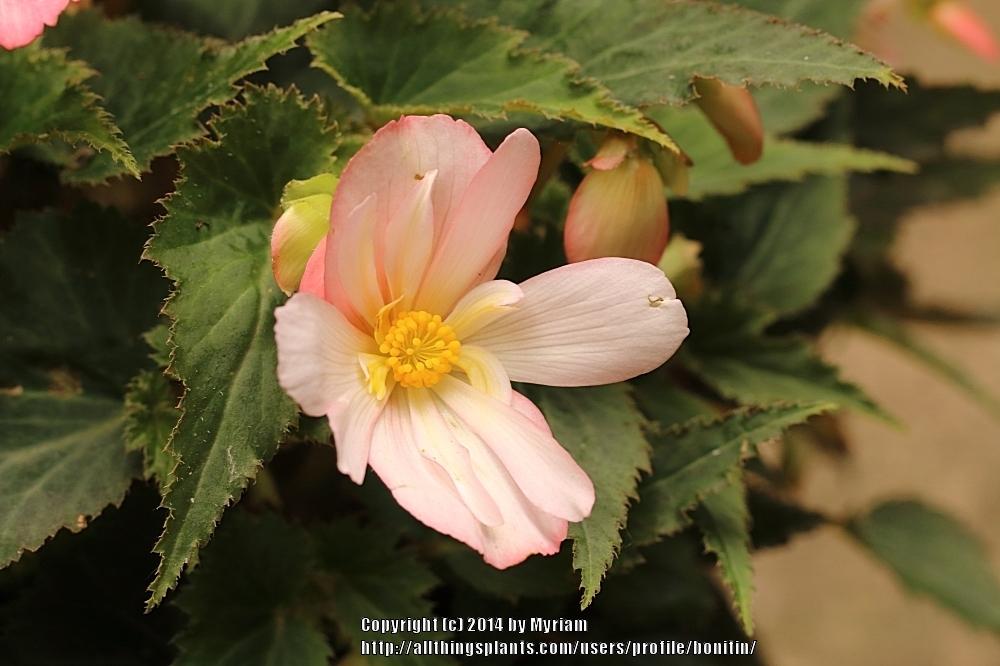 Photo of the bloom of Begonia Waterfall® Angel Falls Soft Pink posted ...