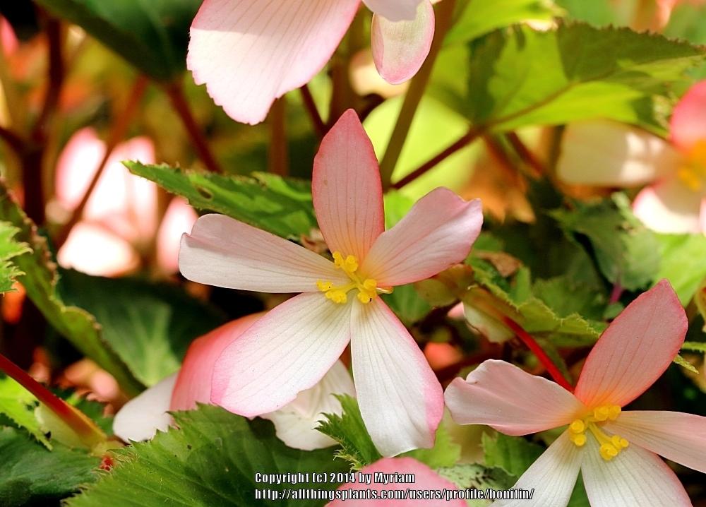 Photo of the bloom of Begonia Waterfall® Angel Falls Soft Pink posted ...