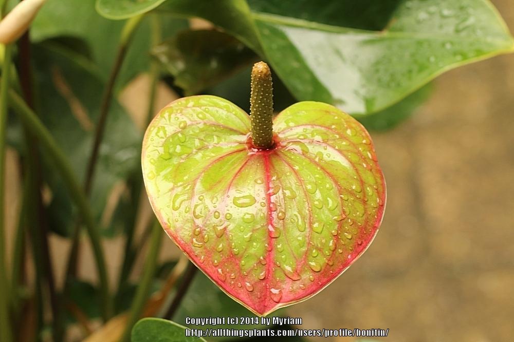 Anthuriums: Plant Care and Collection of Varieties - Garden.org
