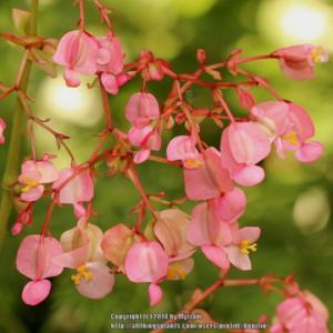 Begonia (Begonia x ricinifolia) in the Begonias Database - Garden.org