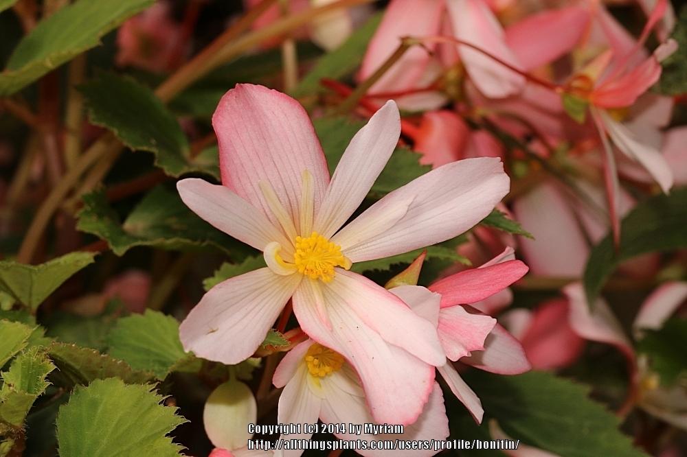 Photo of the bloom of Begonia Waterfall® Angel Falls Soft Pink posted ...