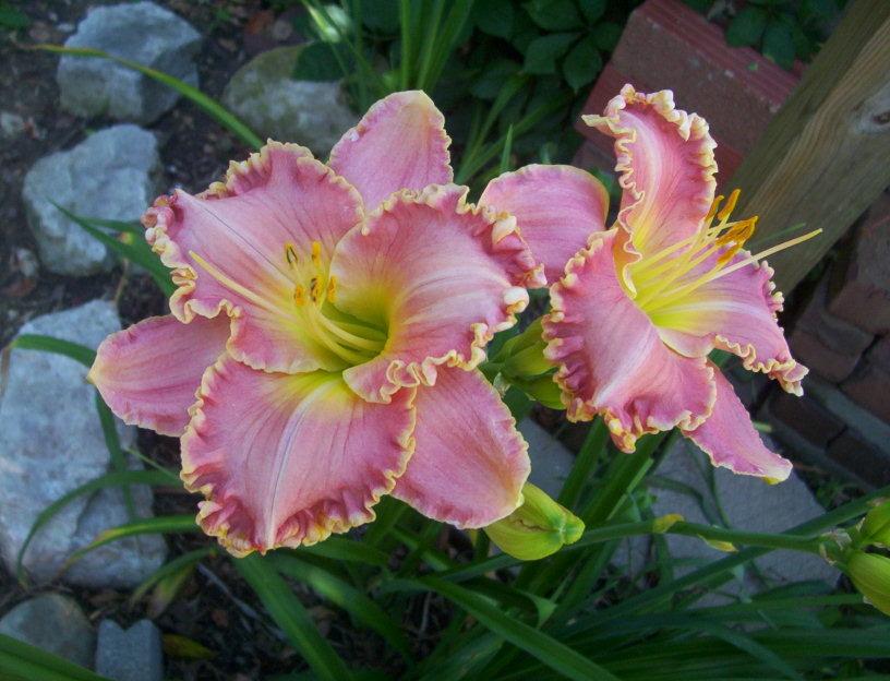 Daylily (Hemerocallis 'Northern Dawn') in the Daylilies Database - Garden.org