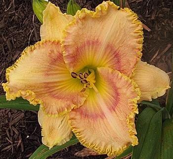 Daylily (Hemerocallis 'Dylan Dye') in the Daylilies Database - Garden.org