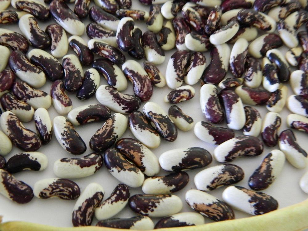 Dry Bean (Phaseolus vulgaris 'Appaloosa') in the Beans Database ...