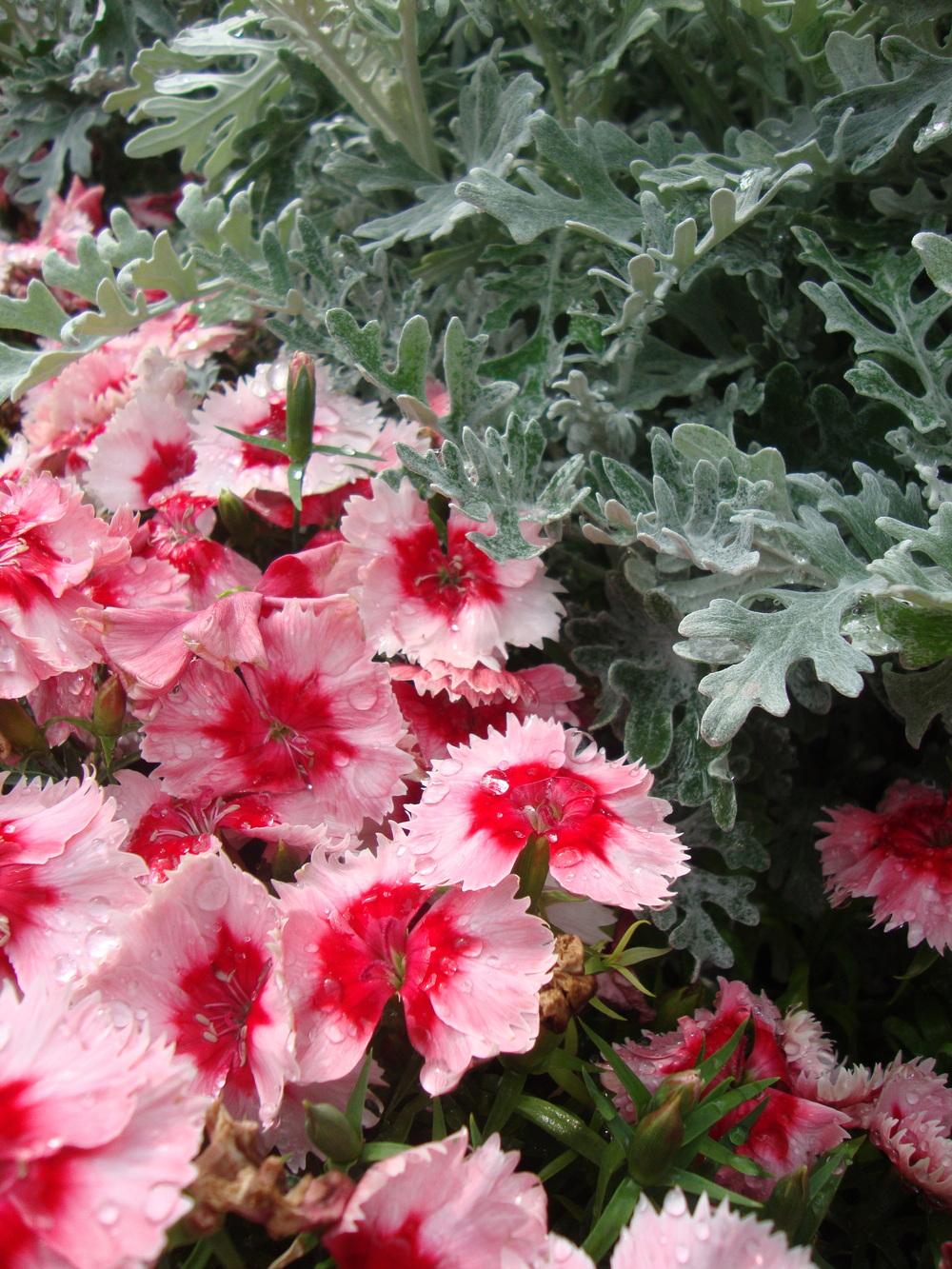 Photo of the bloom of Dianthus Super Parfait™ Strawberry posted by ...