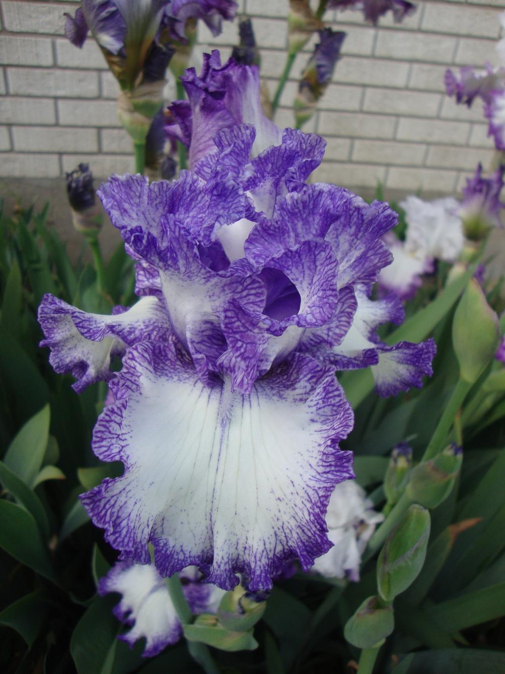 Photo of the bloom of Tall Bearded Iris (Iris 'Ink Patterns') posted by ...