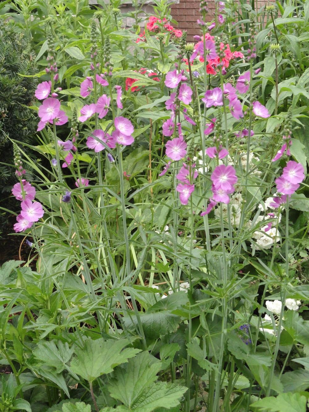 Photo of the entire plant of Checker Mallow (Sidalcea 'Party Girl ...