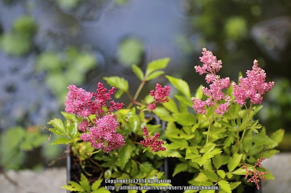Astilbe Astary® Mix in the Astilbes Database - Garden.org