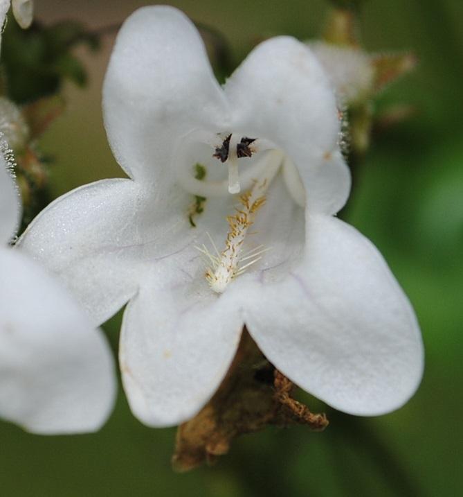Penstemons: Plant Care and Collection of Varieties - Garden.org