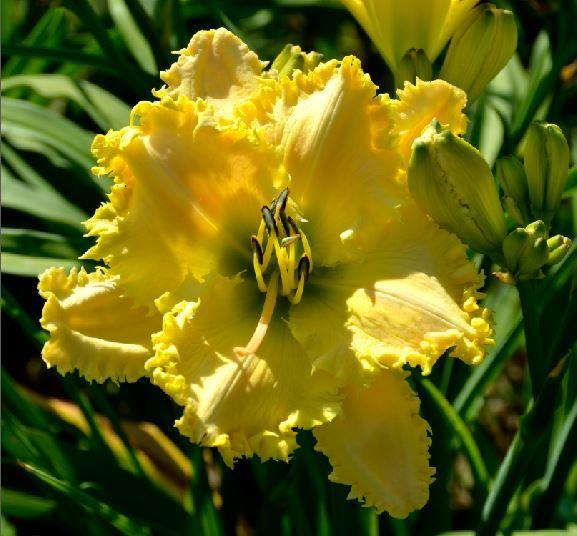 Photo of the bloom of Daylily (Hemerocallis 'Malcolm David Brooker ...