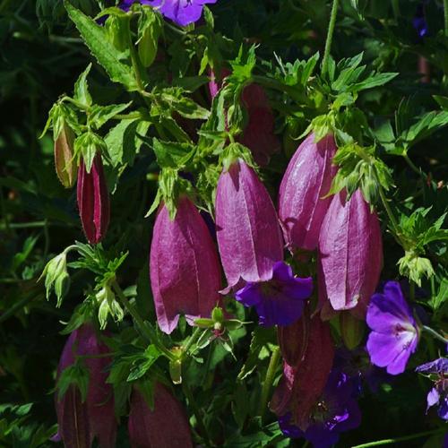 Spotted Bellflower (Campanula punctata 'Cherry Bells') in the ...