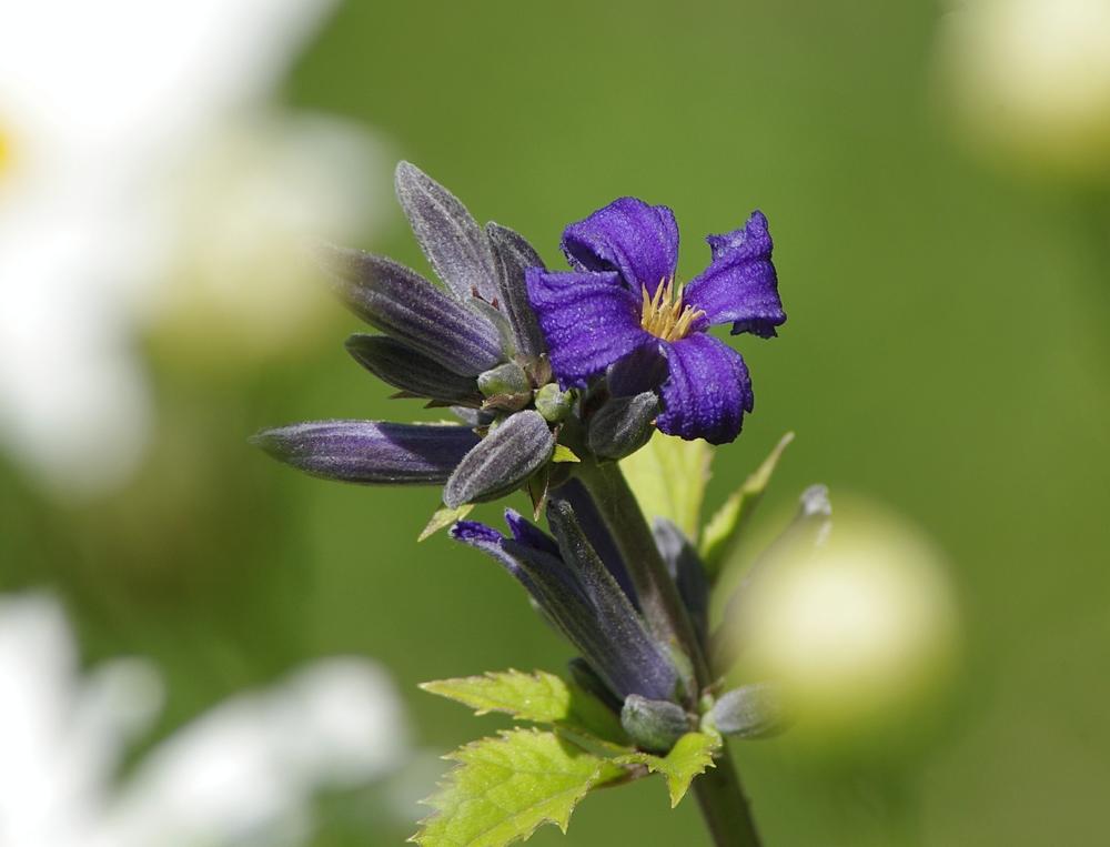 Clematis (Clematis heracleifolia 'Cassandra') in the Clematis Database ...