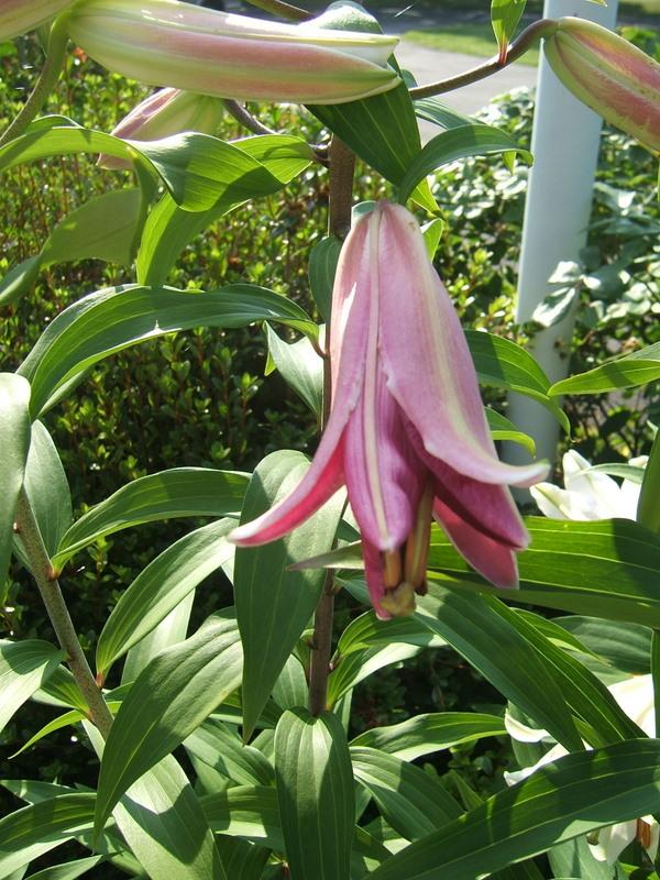 Photo of the closeup of buds, sepals and receptacles of Lily (Lilium ...