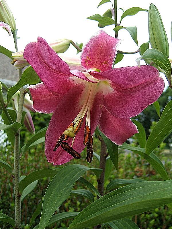 Photo of the bloom of Lily (Lilium 'Robina') posted by pirl - Garden.org