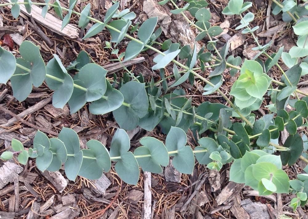 Digger's Speedwell (Veronica perfoliata) in the Veronicas Database ...