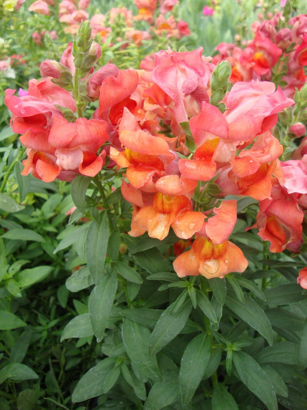 Photo of the bloom of Snapdragon (Antirrhinum majus Liberty Classic ...