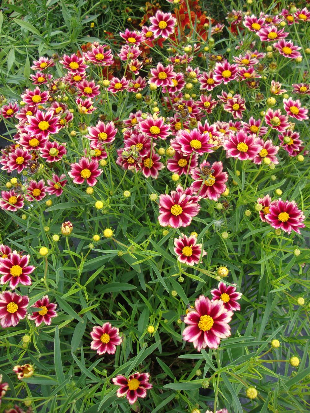 Photo of the entire plant of Hybrid Tickseed (Coreopsis Hardy Jewel ...
