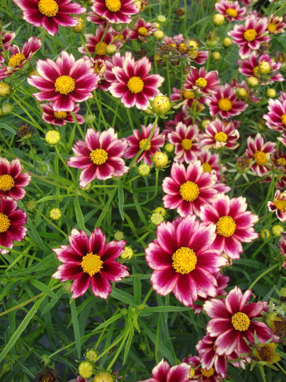 Photo of the bloom of Hybrid Tickseed (Coreopsis Hardy Jewel™ Ruby ...