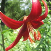 Lily (Lilium 'Red Velvet') in the Lilies Database - Garden.org